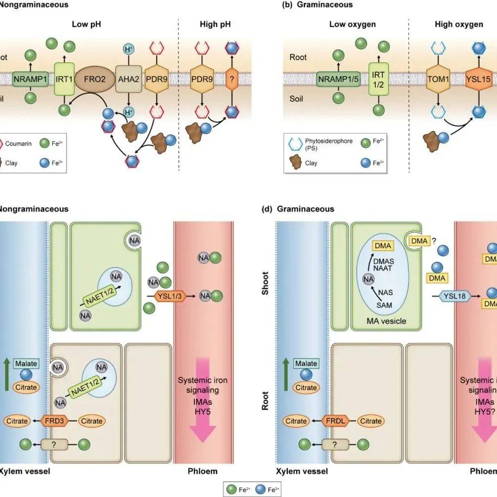 晁代印研究组应邀阐述植物Fe稳态维持机制_中国科学院_韧皮部_Tansley