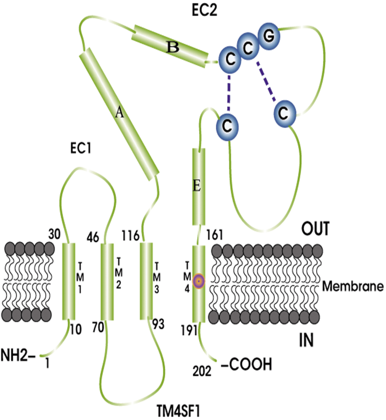 科棋药业靶向TM4SF1 CAR-T细胞疗法申报IND_产品_肿瘤_公司