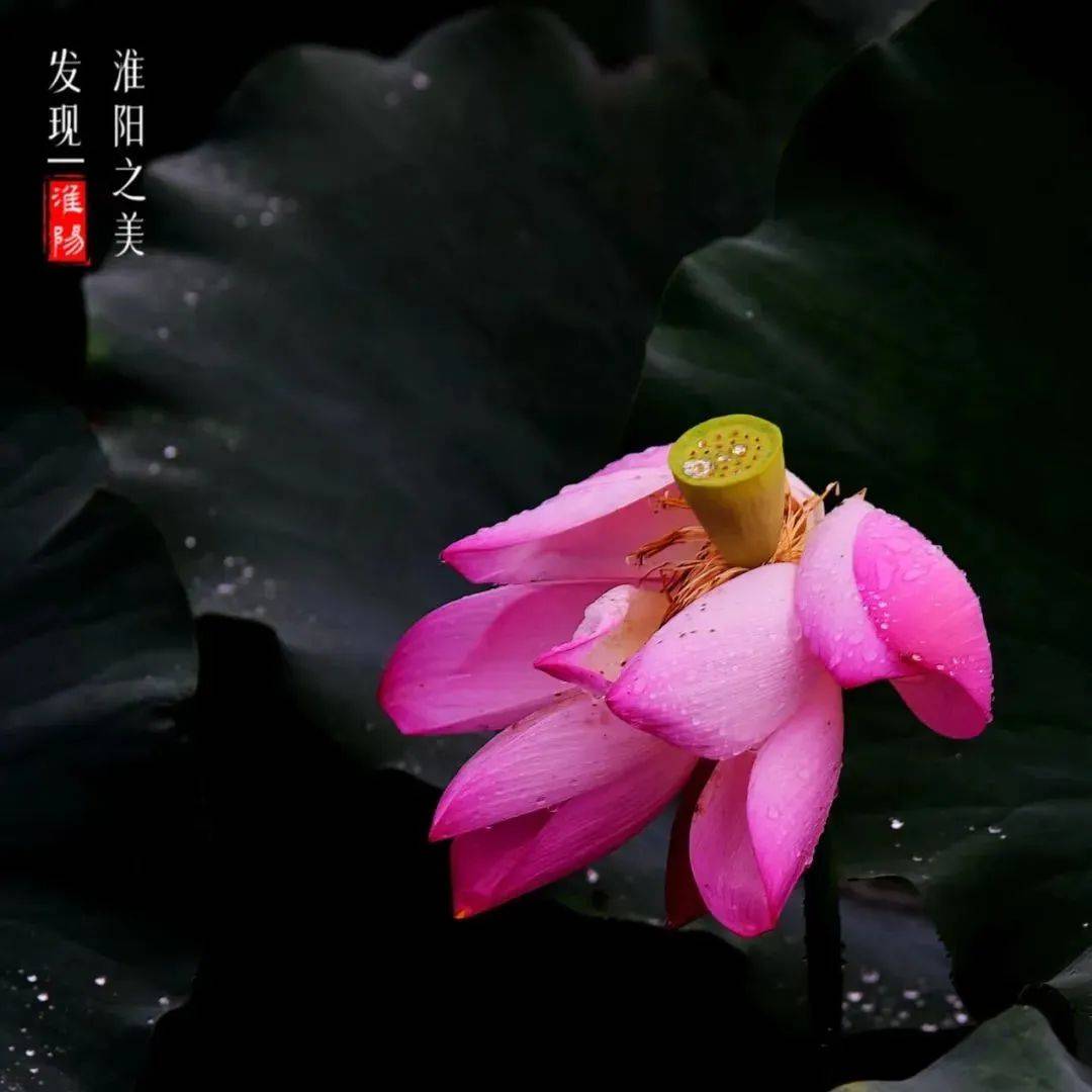 【淮阳海报】无论雨打风吹，我在淮阳等你！ 齐雪银 陶勇 张珍