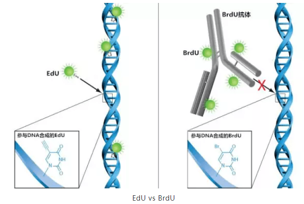 不懂细胞增殖实验，跟咸鱼有什么区别？_检测_进行_方法