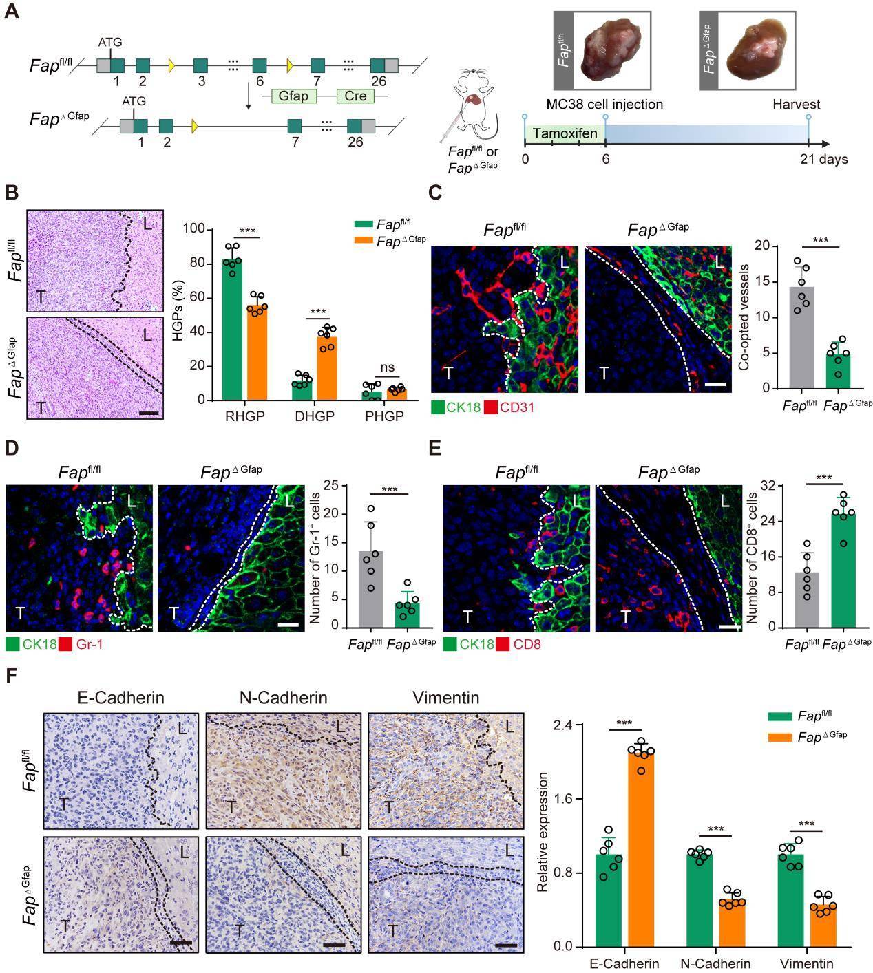 项目文章JCI（IF 19.5）| 暨南大学张冬梅教授团队利用转录+蛋白解析结直肠..._Fig_血管_研究