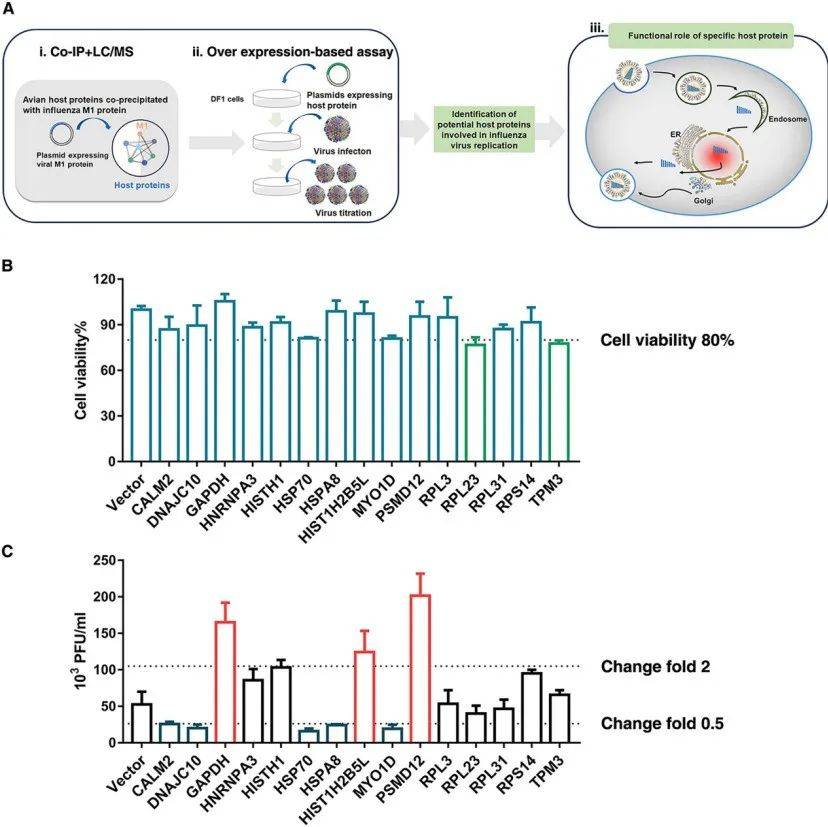 PSMD12介导M1泛素化调控A型流感病毒增殖_蛋白_宿主_位点