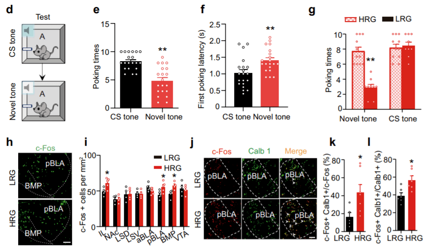 面对未知，乐观还是悲观？华中科技大学王建枝/杨莹揭示大脑偏好乐观的神经环路_奖赏_线索_Calb