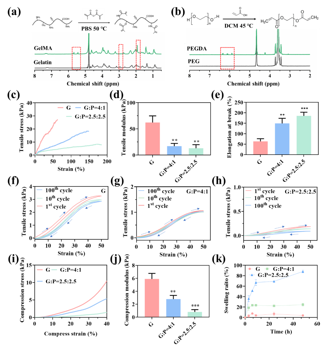 香港理工大学赵昕、梅全静等 | 机械拉伸3D水凝胶诱导神经干细胞的分化_GelMA_研究_影响