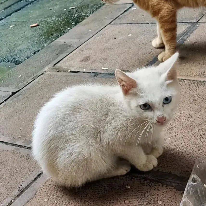 【猫咪领养】两只纯白猫弟弟寻领养弟弟猫咪