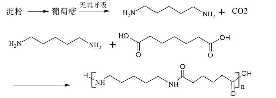 尼龙新势力——PA56_生物_温度_结晶