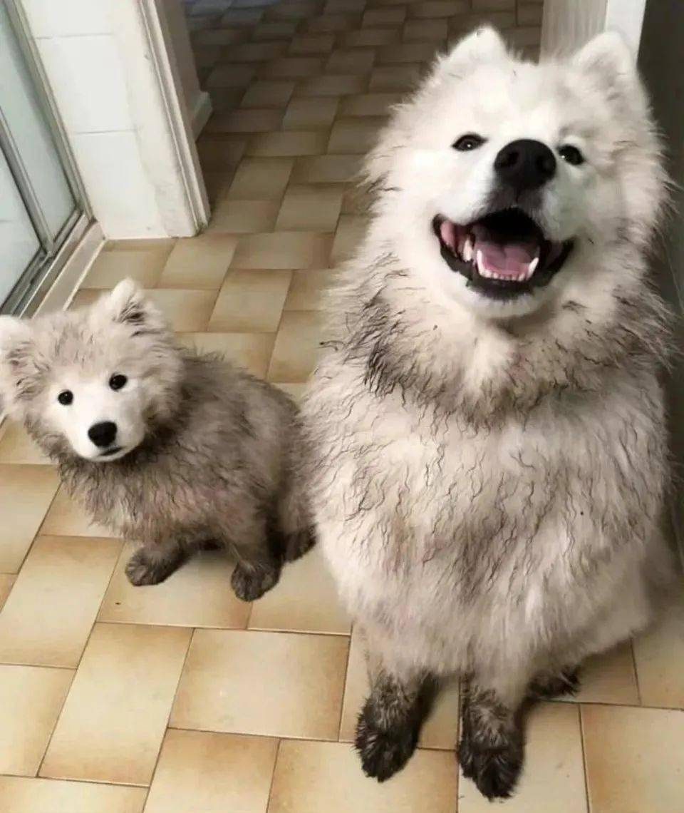 给大家看一下黄色的萨摩耶..._服务_宠物_福田