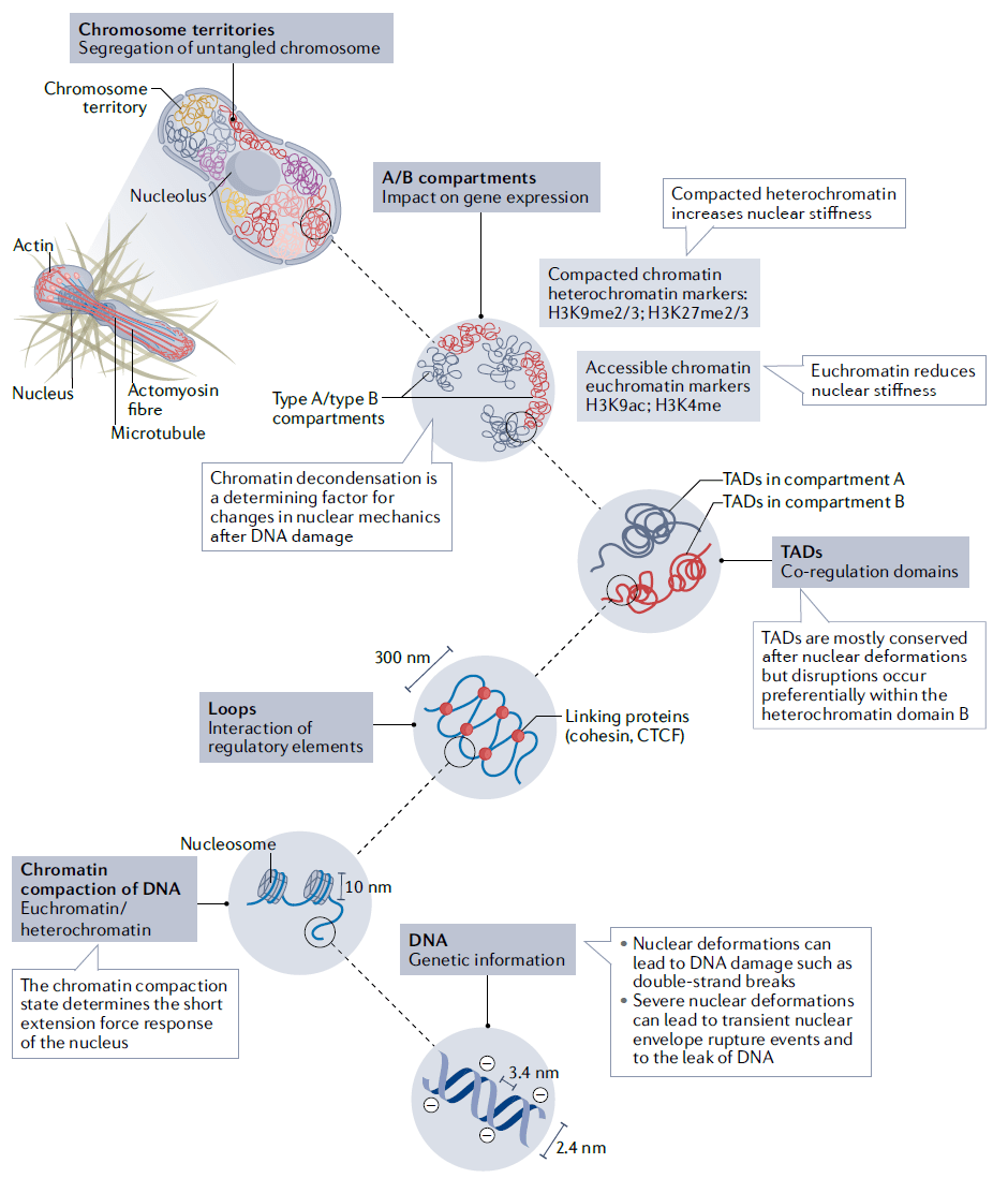 Nat Rev | 细胞核变形的力学与功能_细胞器_机械_蛋白