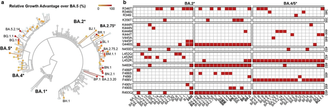 长假之后疫情多点爆发，BF.7变异株来袭，它会掀起下一轮疫情浪潮？_密克_位点_进化