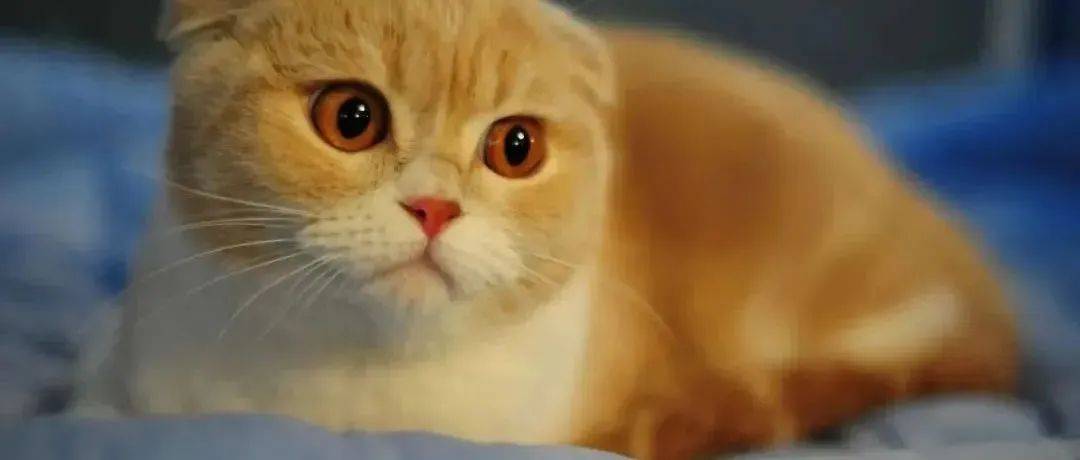 cat是猫，lady是女士，那cat lady是什么意思？_as_me_Are