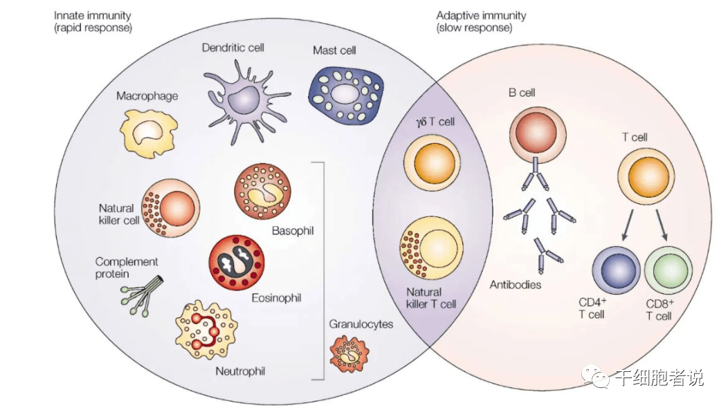 【科学前沿分享】Nat Rev Cancer：NK细胞疗法未来方向_来源_肿瘤_临床