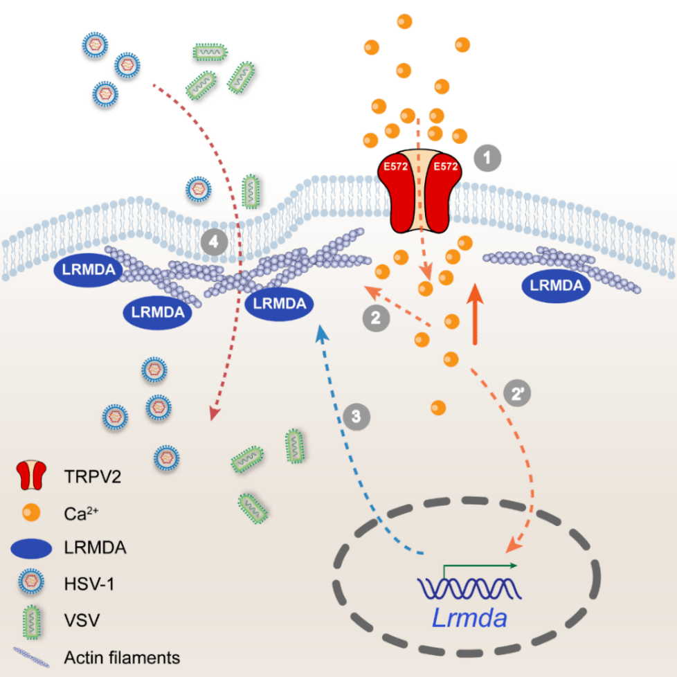 Advanced Science|我室姚镜研究组揭示TRPV2通道-Ca2+-LRMDA信号轴促进病毒感染作用机制_细胞_病毒学_Trpv