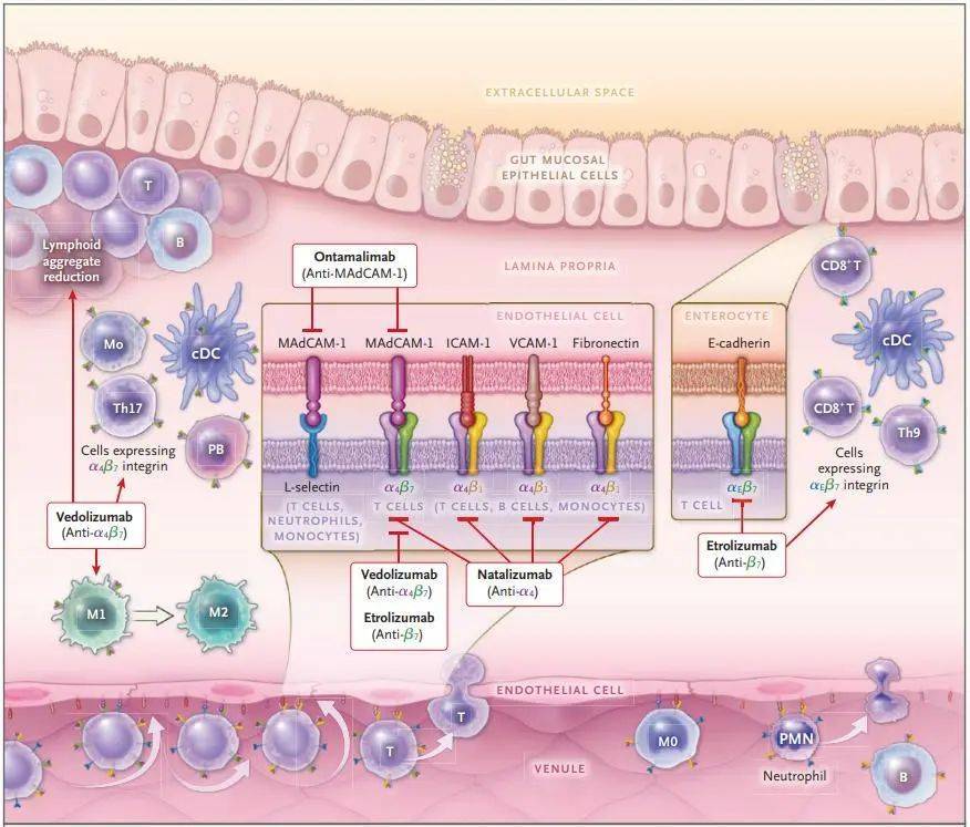 从罕见到常见，发病持续上升的IBD治疗曙光初现_相关_炎症_患病率