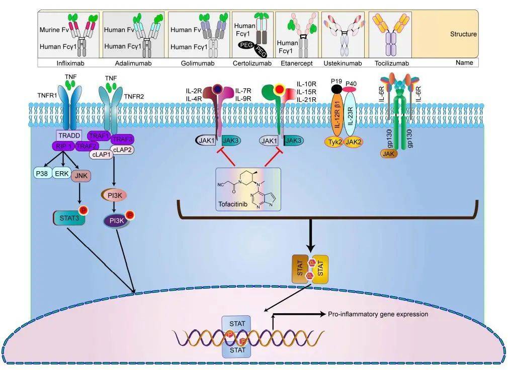 从罕见到常见，发病持续上升的IBD治疗曙光初现_相关_炎症_患病率