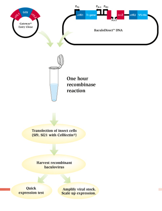详解昆虫杆状病毒表达系统_重组_BacPAK_基因