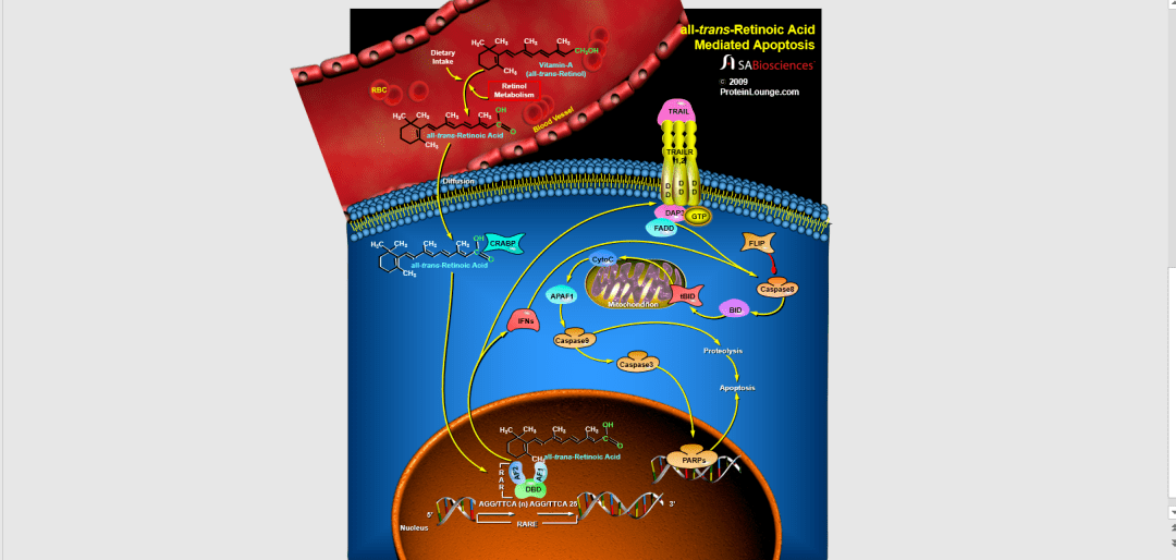 一分钟绘制信号通路图：Pathway Builder Tool画图神器及400+可编辑版经典信号通路图免费送给大家！_文献_植物_软件