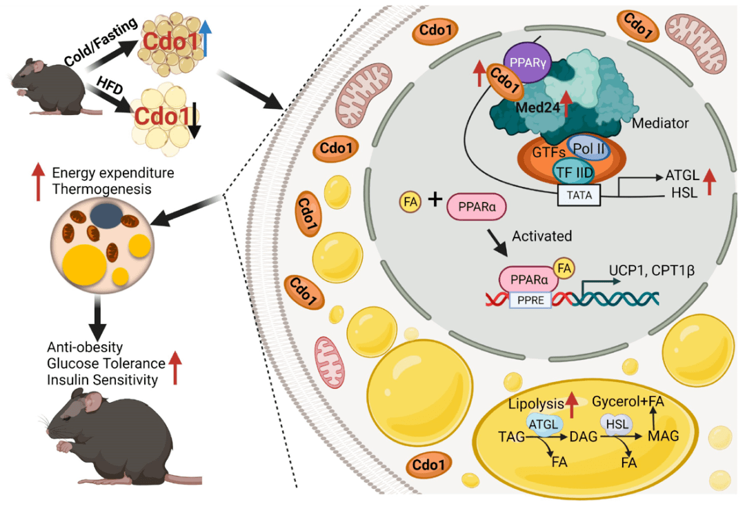 Nat Metab | 汤其群/郭亮合作团队发现半胱氨酸双加氧酶促进脂肪分解的新功能_Cdo_研究_棕色