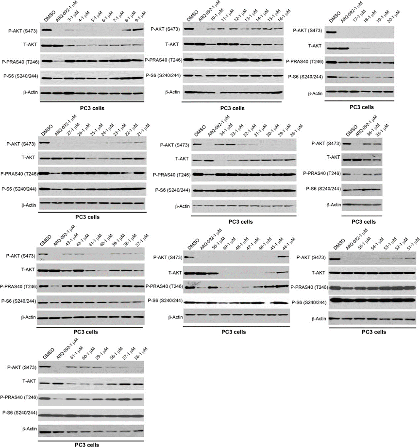 金坚团队：首个靶向AKT变构位点的PROTAC_开发_蛋白_细胞