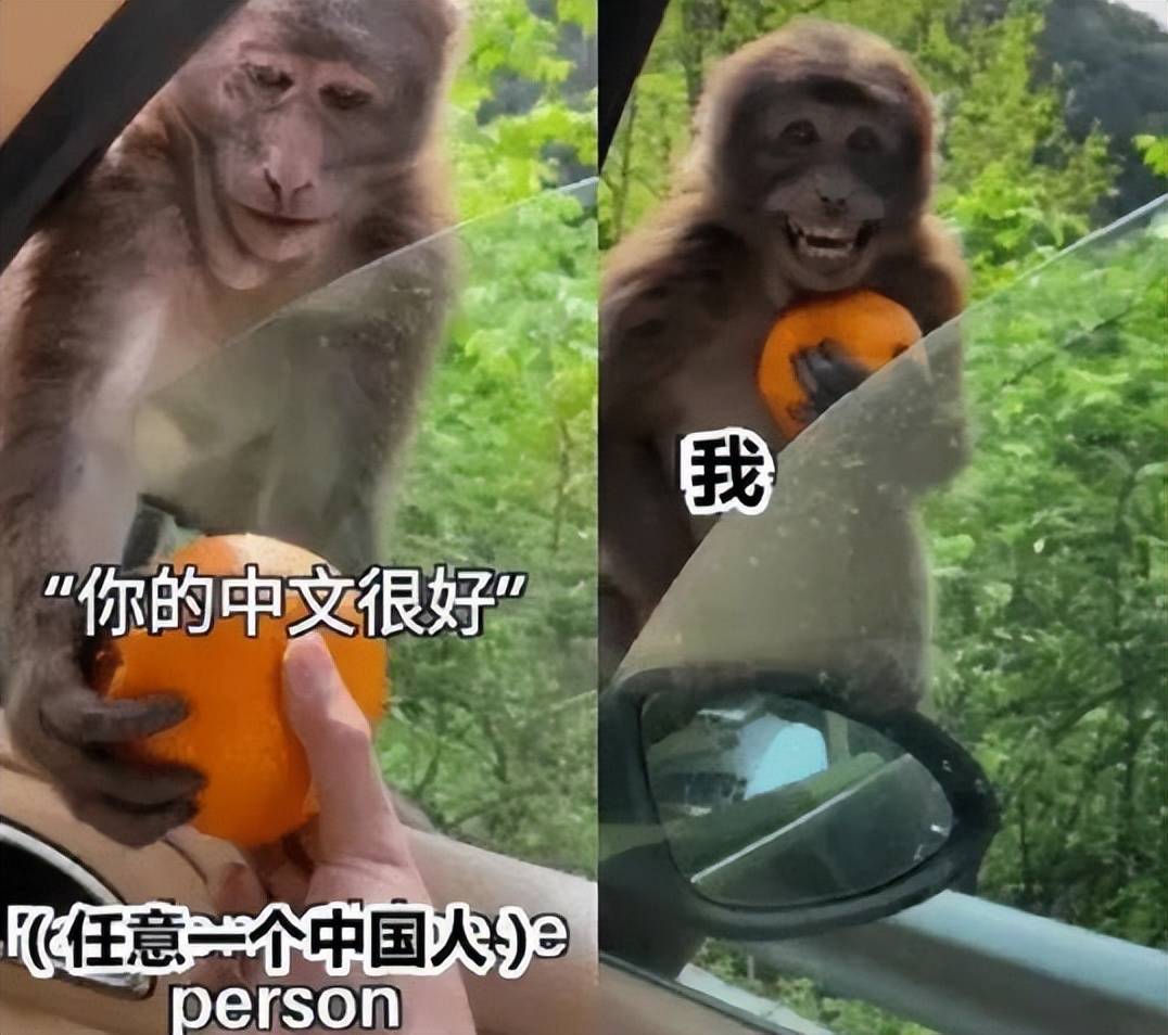 中文能有多难学？外国人用“梗图”告诉你答案，看完笑出眼泪_中国_英语_科目