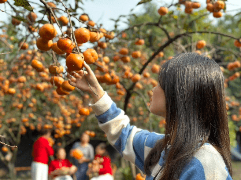 沙湾好“丰”景丨满园红柿醉游人！这里成新晋网红打卡地→_宣传_柿子_乐山