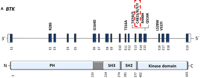 徐卫教授：关注不同BTKi耐药特征及对序贯治疗的影响_中国抗癌协会_患者_研究