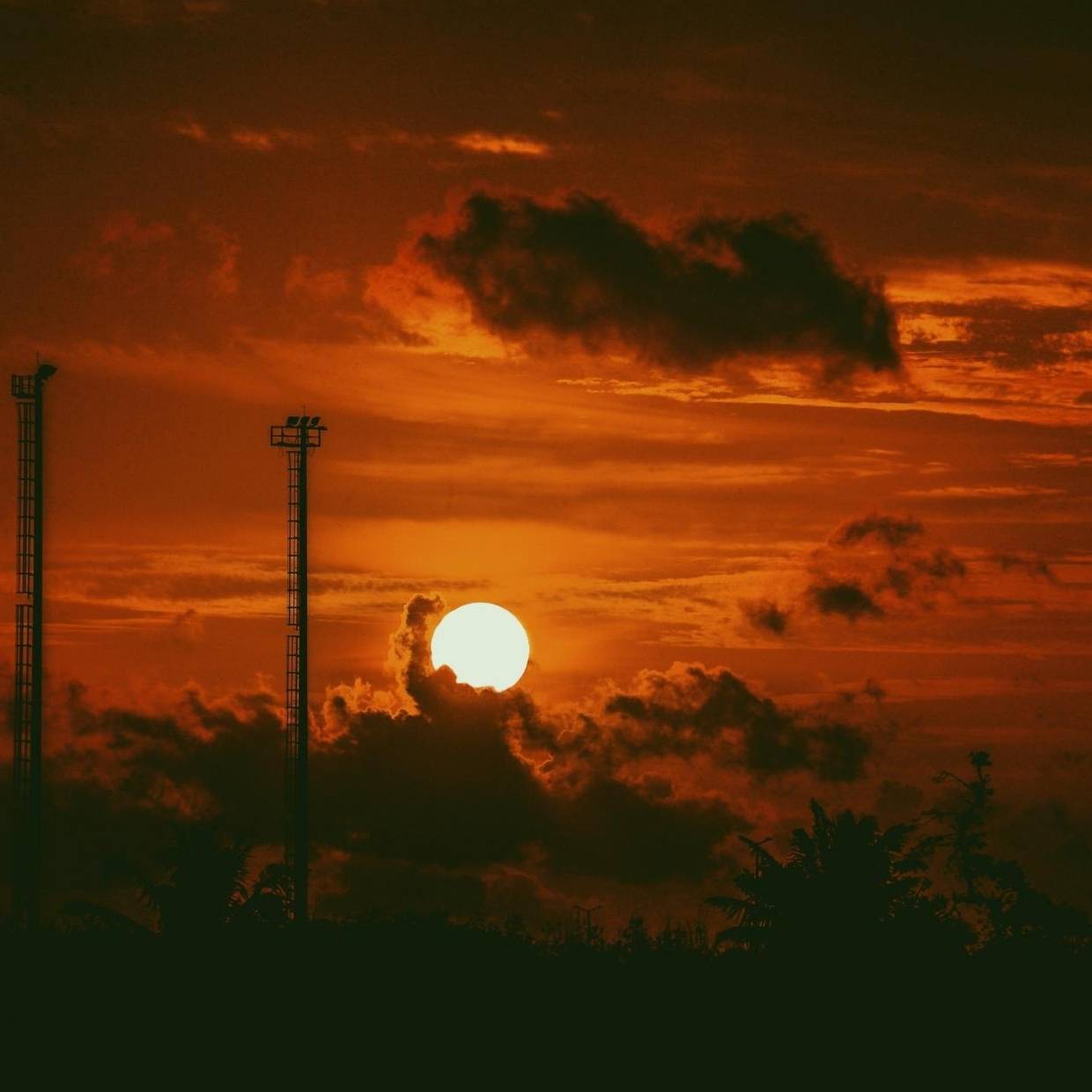 共生也是大自然法则：黑犀牛借助鸟的提醒抵御人类猎捕_食草动物_行为_狗狗