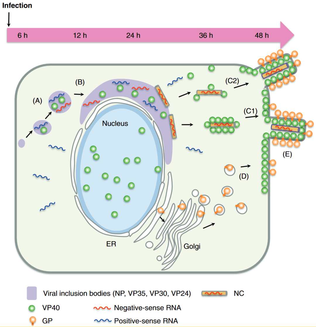 BioNTech开发埃博拉病毒自复制二价RNA疫苗_抗原_蛋白_结构