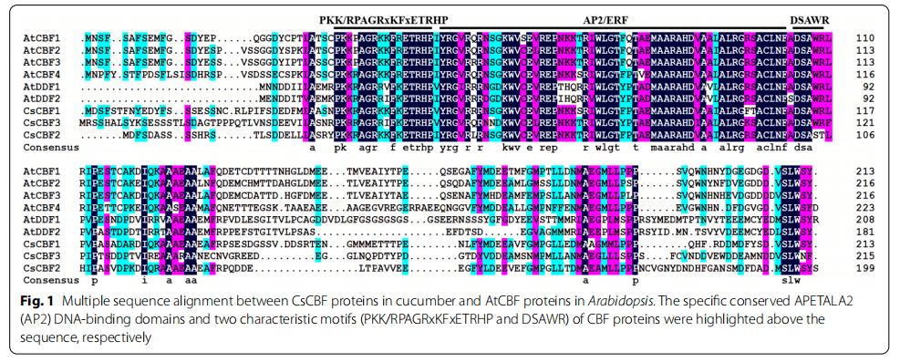 3个成员的基因家族也能发二区文章？_分析_课程_黄瓜
