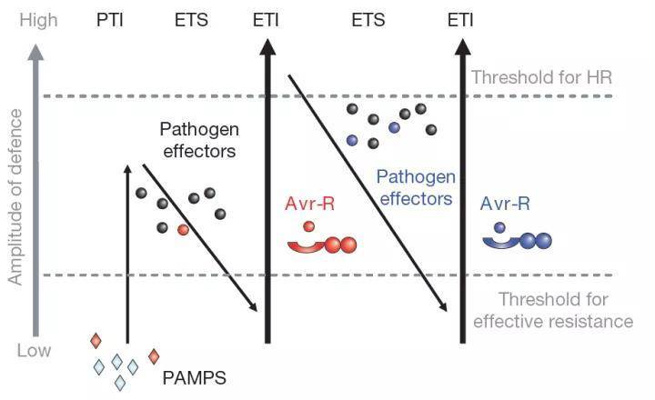 植物免疫系统的“御敌”机制_基因_病原体_抗病
