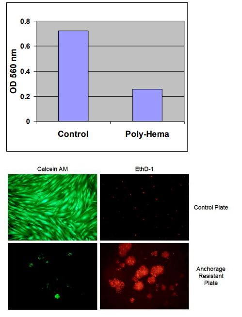 艾美捷细胞失巢凋亡检测试剂盒测定原理&化验方案_EthD-_Biol_荧光