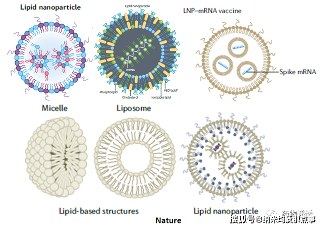 脂质体和脂质纳米粒的差别及其形成机制_siRNA-LNP_结构_核酸