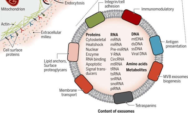 外泌体的国自然标书，常因为这两个问题被毙_研究_细胞_机制
