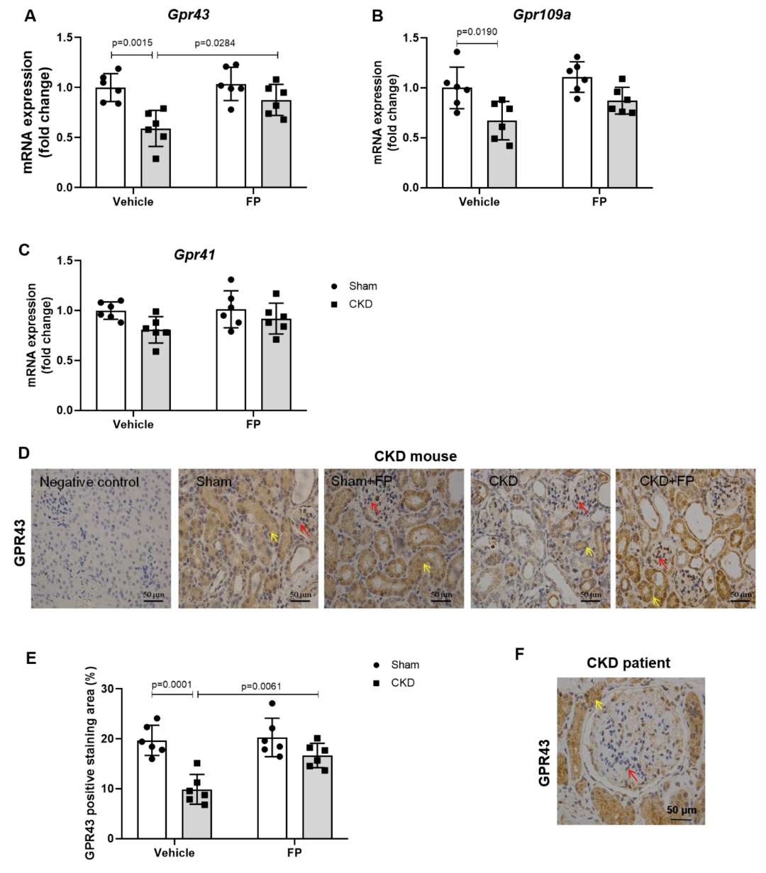 文献解读|普拉梭菌可通过丁酸盐-肾脏GPR43轴减轻慢性肾脏疾病_研究_治疗_微生物