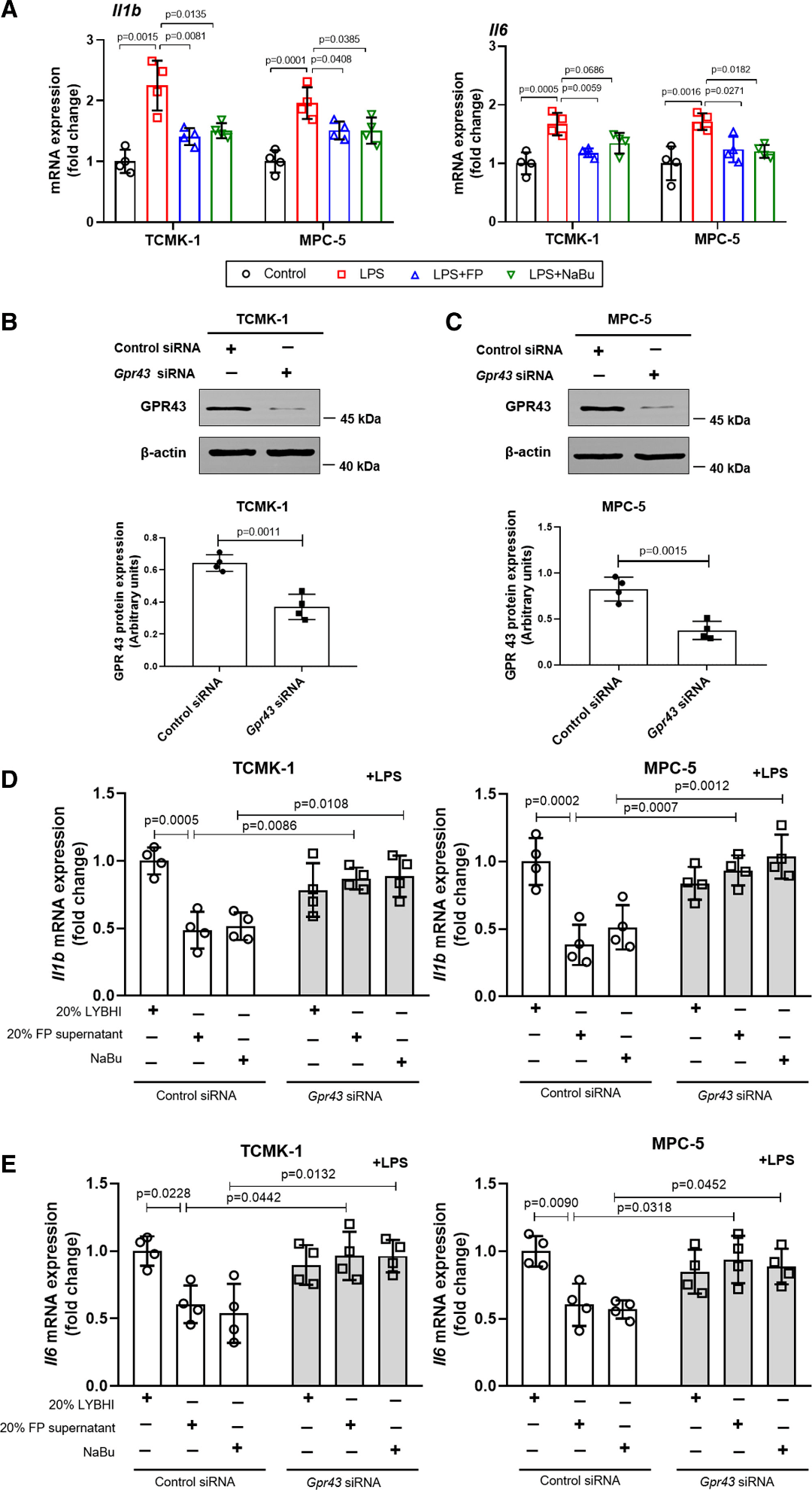 文献解读|普拉梭菌可通过丁酸盐-肾脏GPR43轴减轻慢性肾脏疾病_研究_治疗_微生物