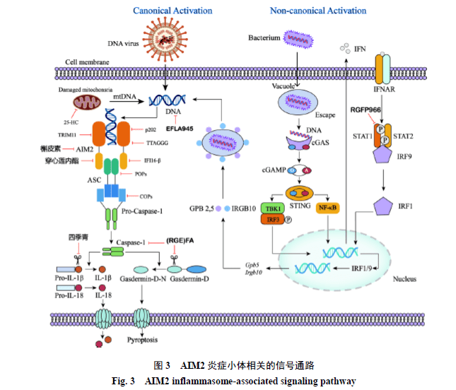 炎症小体AIM2信号通路调控及其潜在抑制剂的研究进展_dsDNA_蛋白_作用