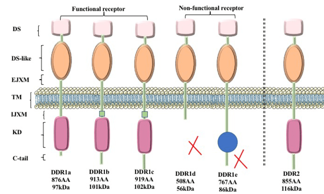DDR1:实体瘤治疗双刃剑_细胞_癌症_药物