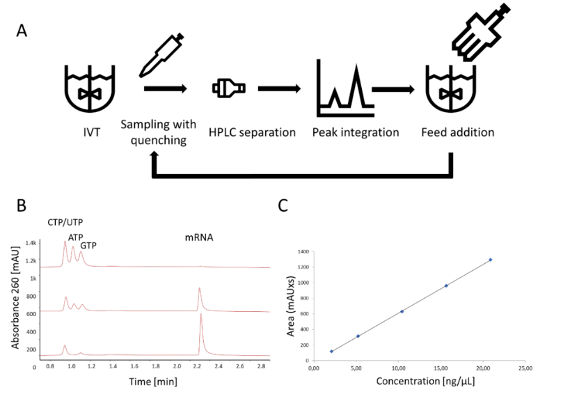 HPLC实时监控IVT体系，定时补料，高效合成mRNA。_反应_离子_浓度