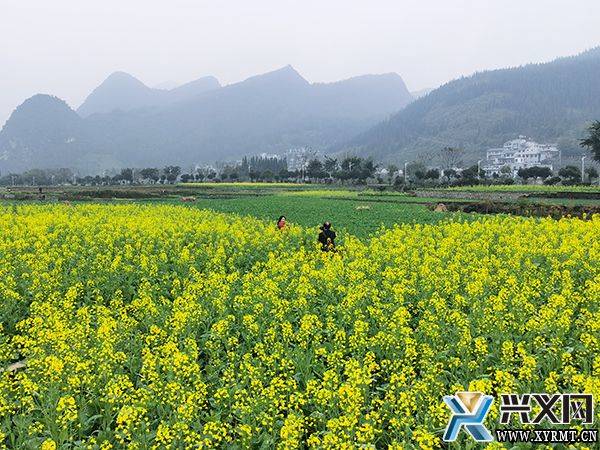 【康养胜地 人文兴义】万峰林：油菜花渐次盛开 美了乡村醉了游人游客旅游冬日