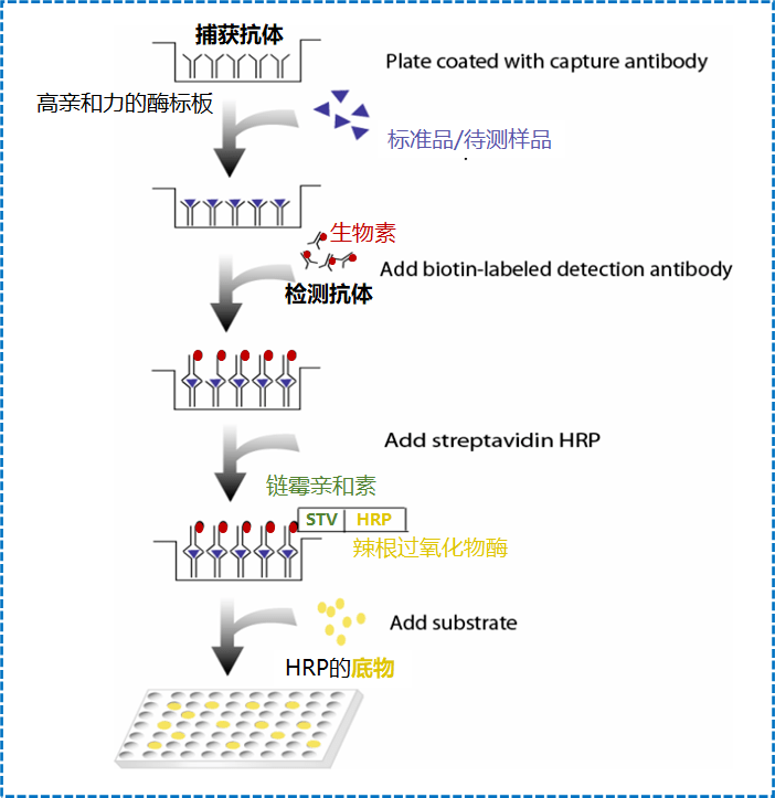 Treg的功能鉴定：ELISA测定IL-10分泌量_细胞_检测_ml