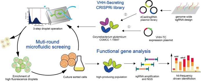 全基因组CRISPRi-微流控筛选策略揭示谷氨酸棒杆菌高效分泌蛋白的关联基因_重组_微生物_产量