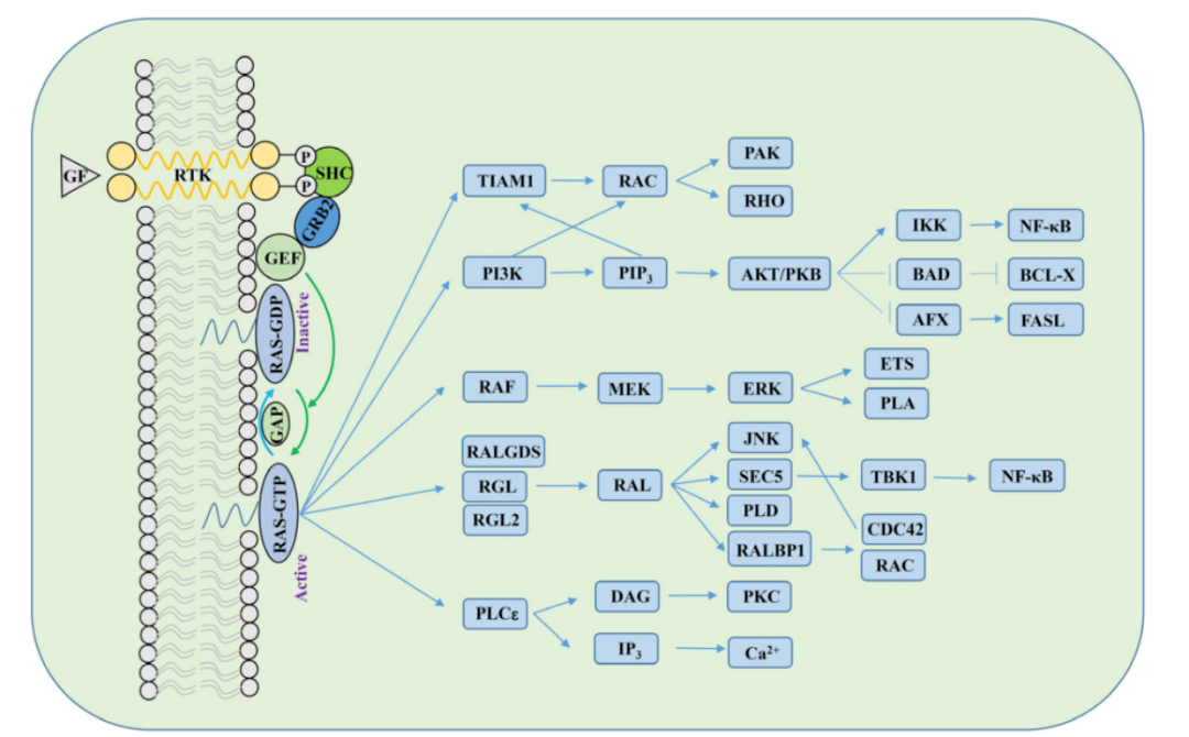 KRAS再获突破！2023 NCCN指南首次推荐Adagrasib！_基因_癌症_细胞