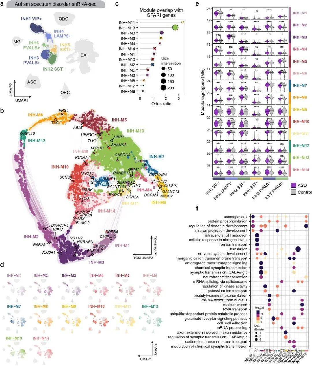 你会用WGCNA分析单细胞数据嘛？scWGCNA应用思路，干货满满_基因_模块_进行