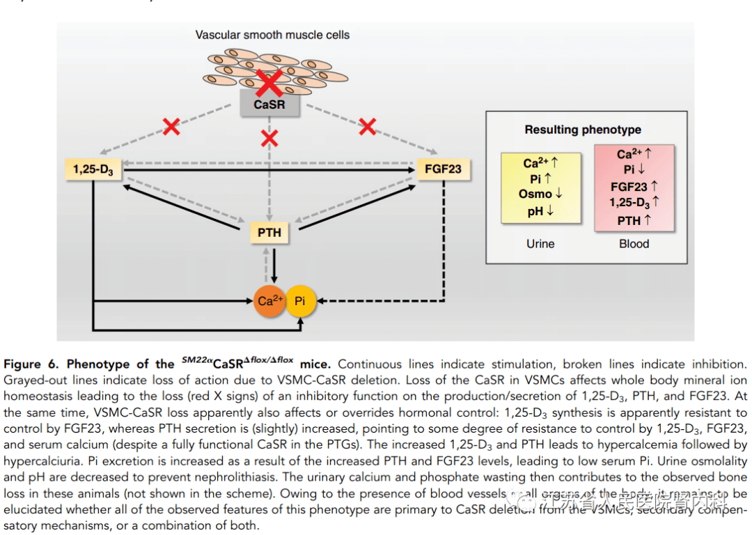 2022年CKD-MBD基础研究进展_钙化_血管_平滑肌