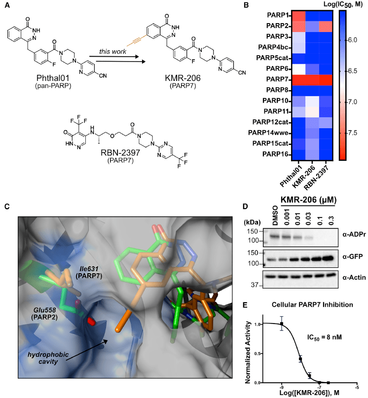 选择性PARP7抑制剂研发进展_家族_Ribon_催化