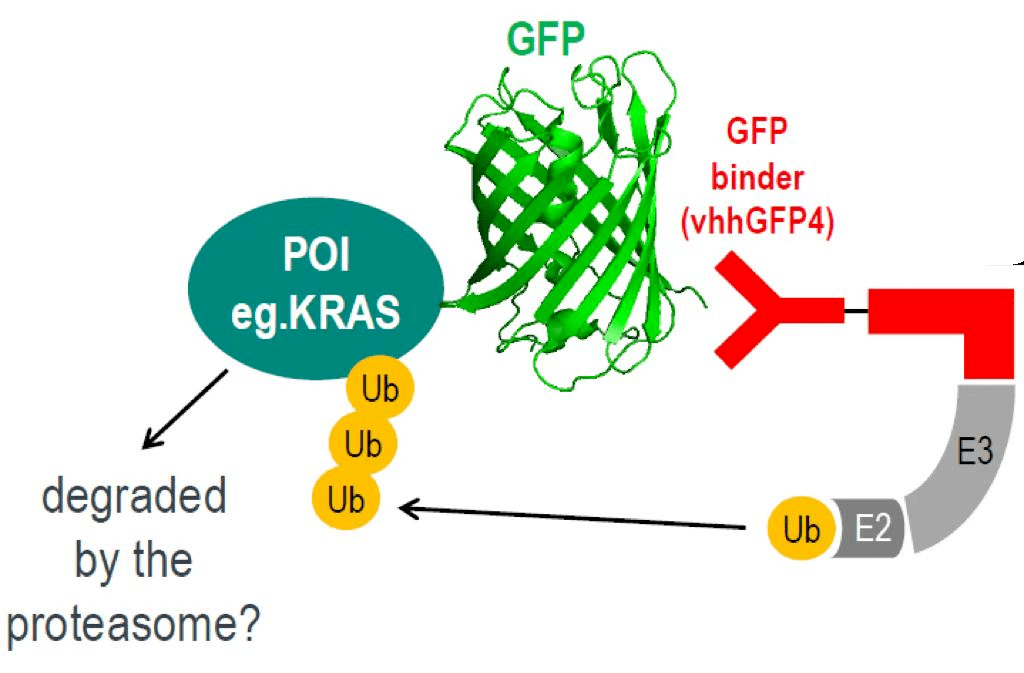 脂质纳米颗粒（LNP）封装mRNA编码bioPROTAC快速降解PCNA_Anthony_诱导_Dox