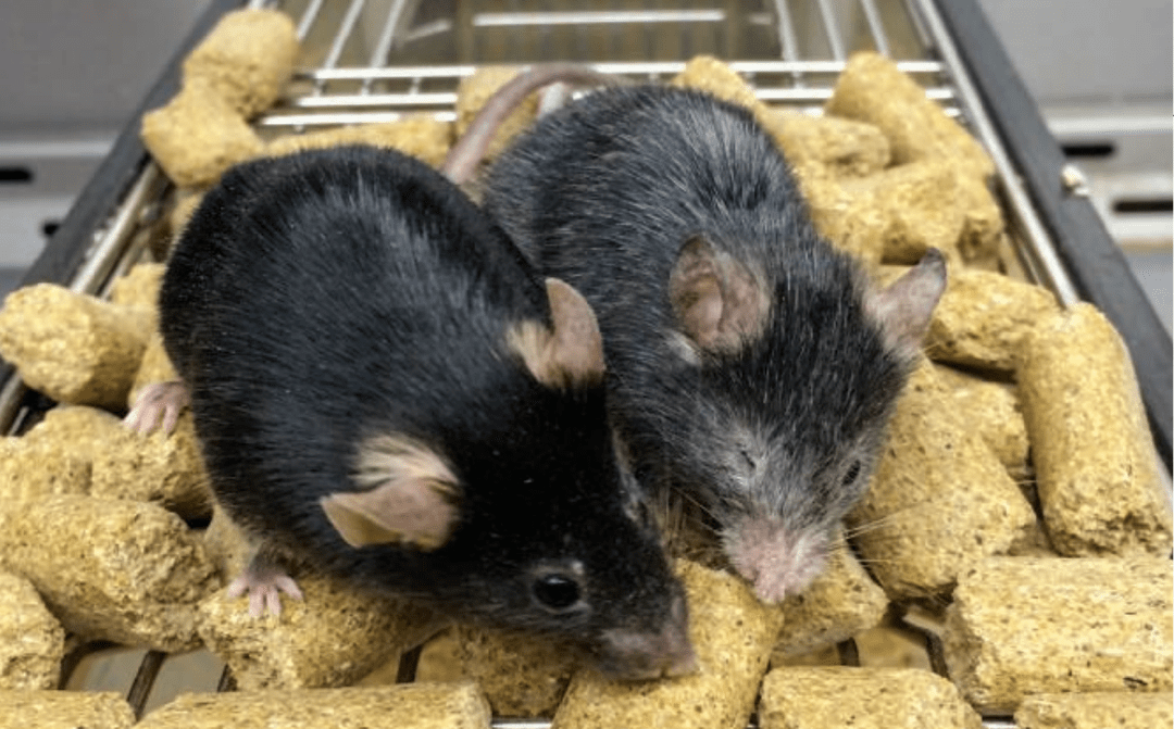 “山中因子”逆转小鼠衰老迹象！用于人类抗衰还远吗？_研究_辛克莱_遗传