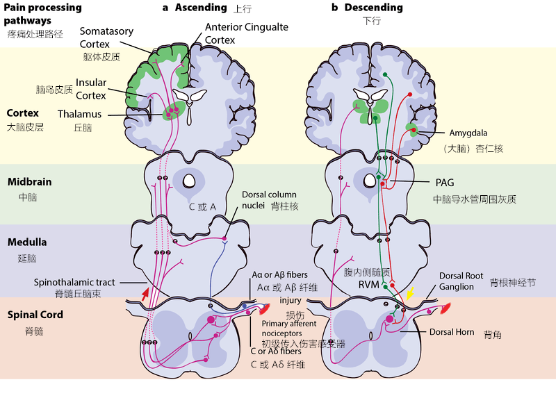 慢性疼痛：脊髓背角的神经和分子信号变化及中枢调节_细胞_机制_炎症