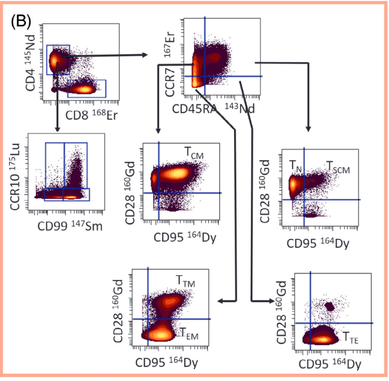 如何细致的分析辅助T细胞记忆亚群和功能亚群及其活化标记？看这些设门逻辑_定义_Bcl-_cn
