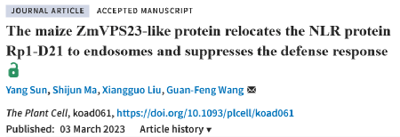 山东大学王官锋团队解析ZmVPS23L在玉米NLR蛋白介导防卫反应中的分子机理_研究_调控_定位