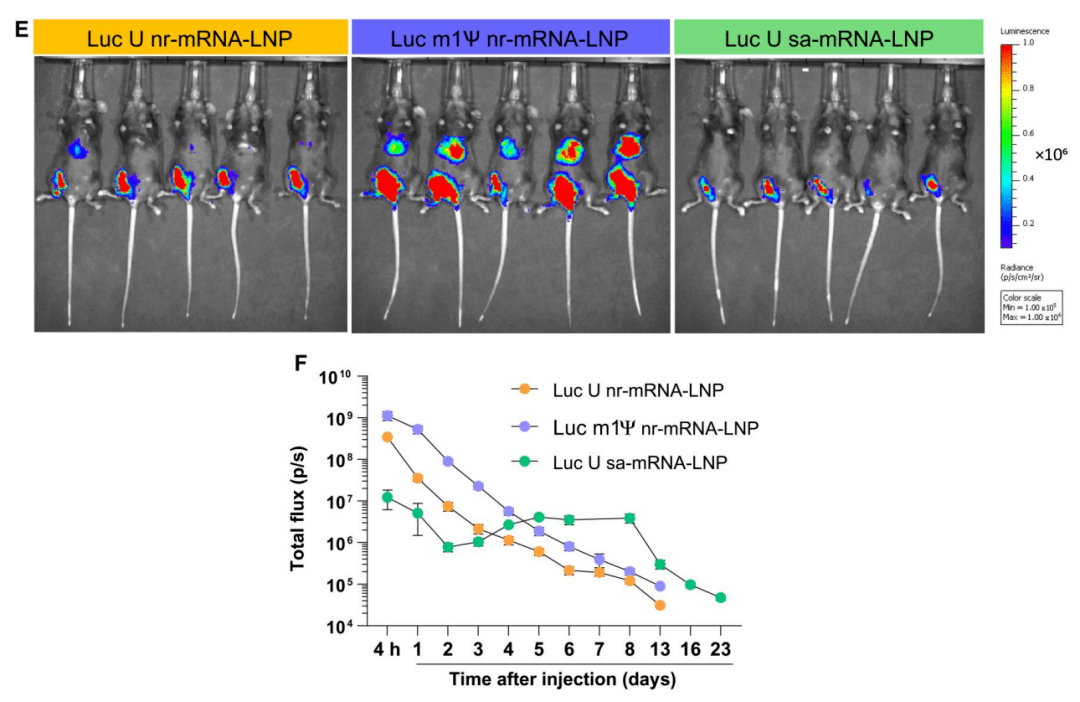 接种单剂量治疗性HPV mRNA疫苗可明显消退小鼠已有肿瘤组织_细胞_蛋白_编码